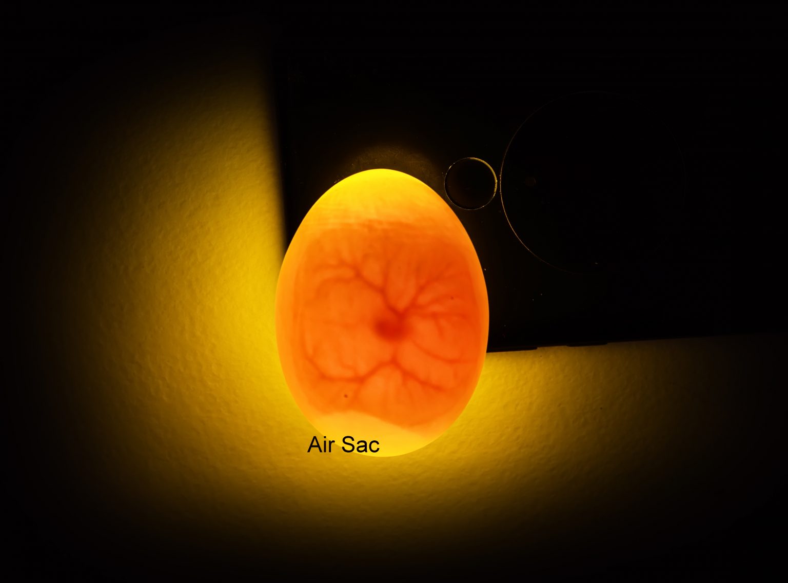 How to Candle Eggs - Backyard Poultry